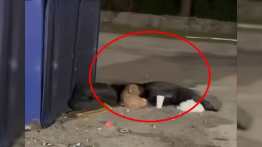 Dog Collapses Near A Texas Dumpster Before Rescuers Realize How Much He ...
