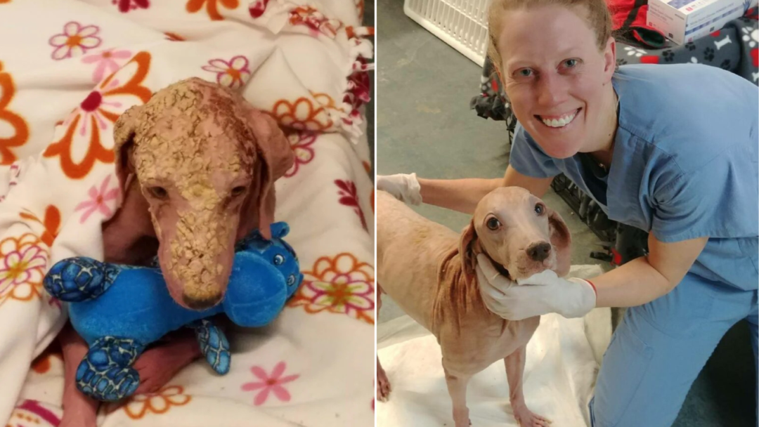 Dog Found Starving On Utah Salt Flats Knew Exactly Who Had Stopped To ...