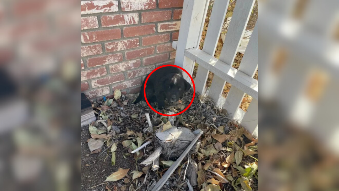 Exhausted California Puppy Chooses One Peaceful Yard Before A Stranger ...