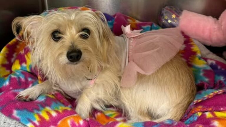 Florida Pup Arrives At Rescue With Her Whole Wardrobe And A Face Full ...