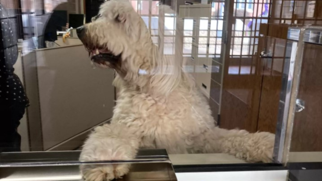 Lost Wisconsin Dog Walked Into A Police Station And Started Acting Like ...