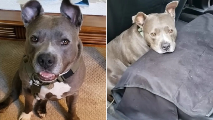 North Carolina Pit Bull Carried A Visible Reminder Of The Life He Once Knew