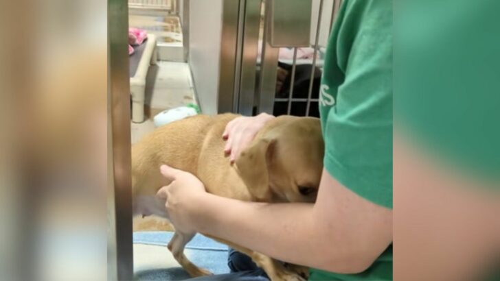 Texas Chihuahua Wrapped In Fear Finally Wraps Herself Around The Person ...