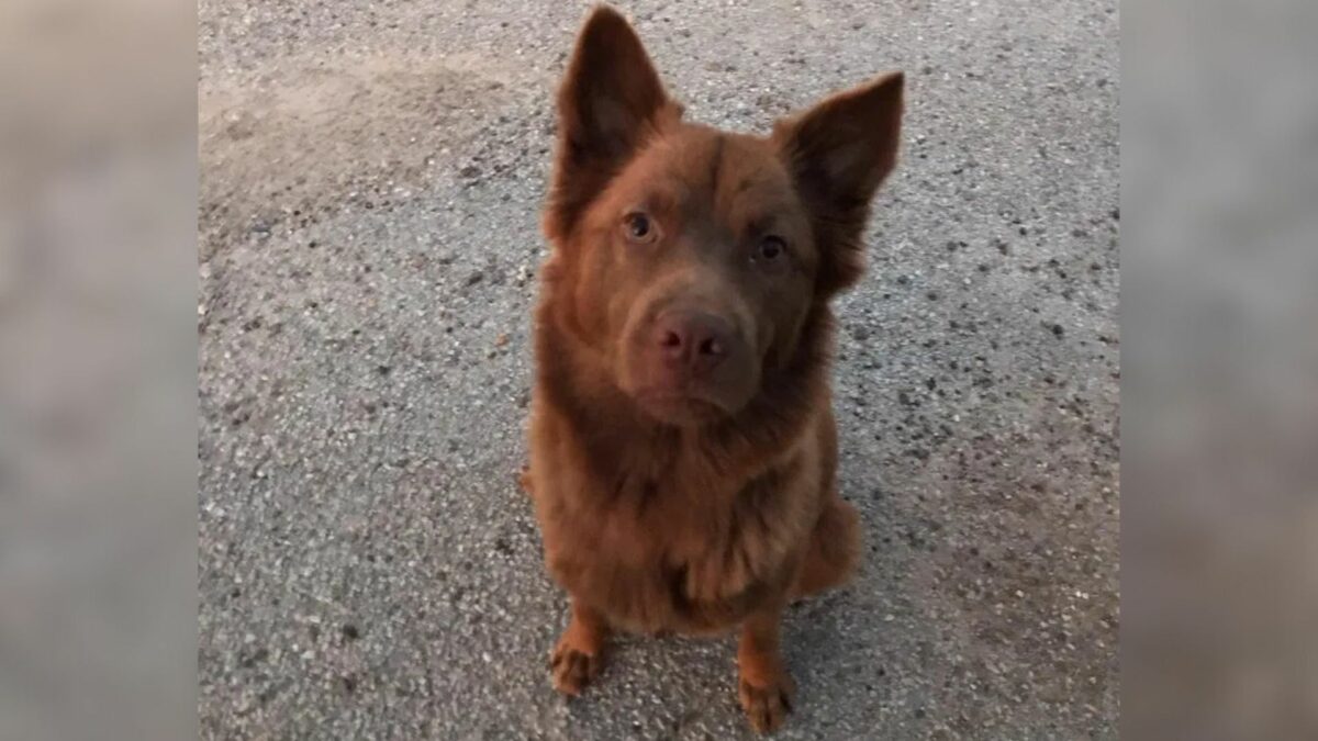Texas Pup Found By A Boat Dock Greets Her Rescuer With A Hidden Secret