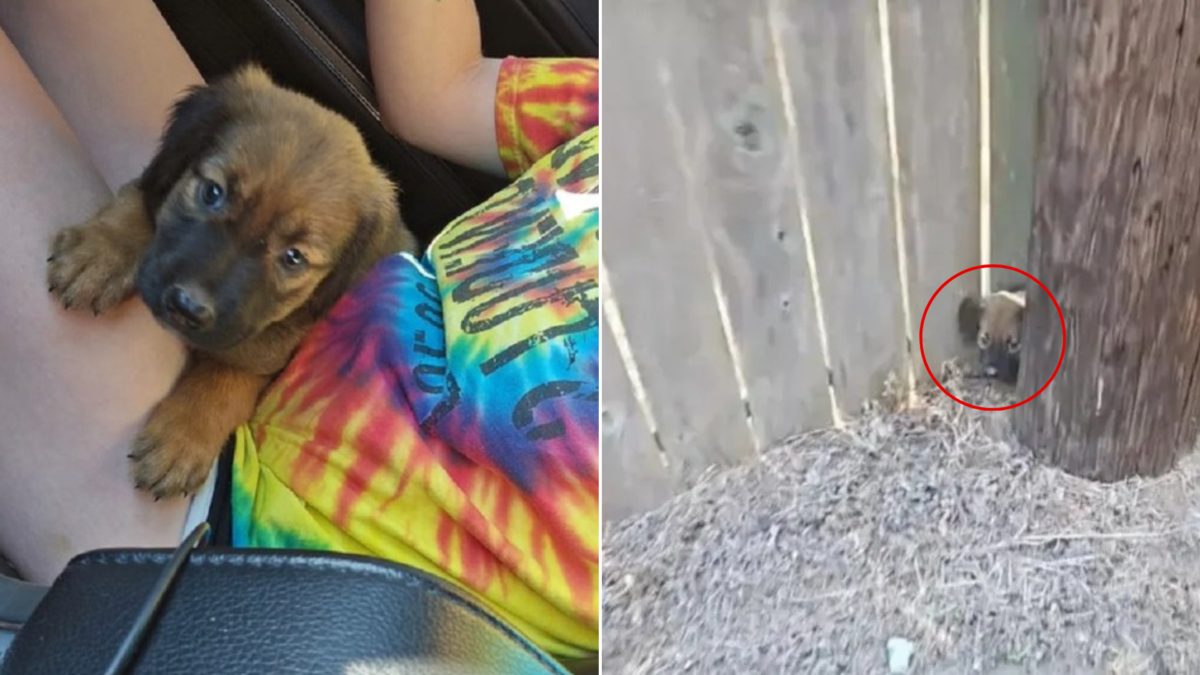 Texas Woman Bathed A Roadside Puppy Six Times Before The Strangest ...