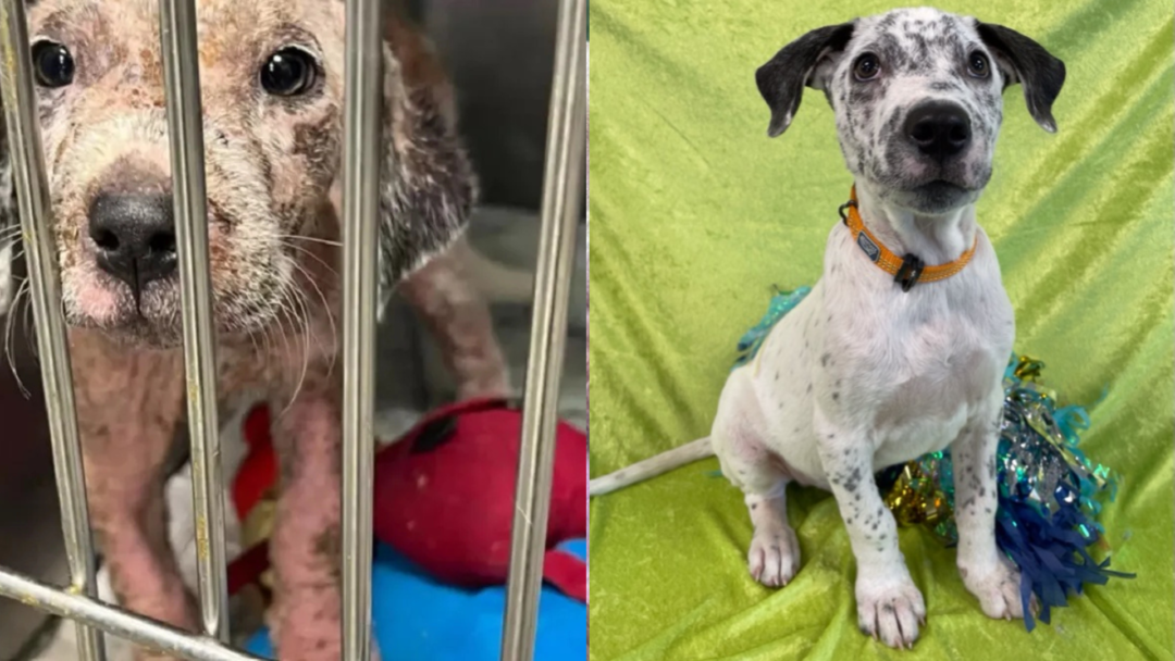 This Little Texas Dog Went From Pink Inflamed Skin To A Coat No One ...