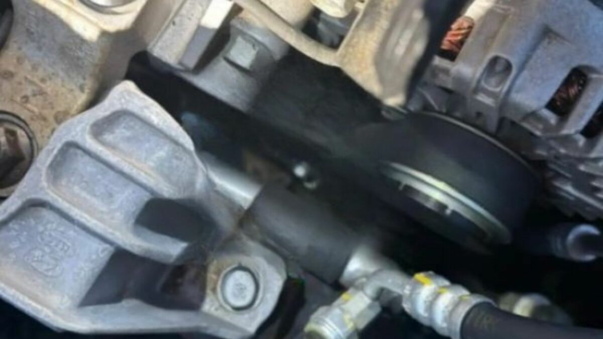 Woman In Mississippi Finds One Kitten Near Her Tires Then Realizes More ...